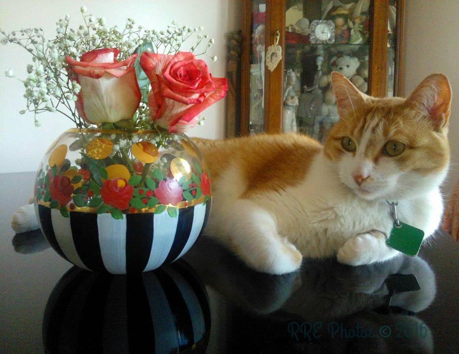 RRE Tribe & You: Two Real-life Cat Saviors