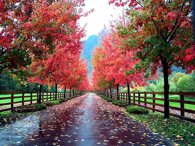 Bem-Vindo Outono ! 38 Imagens para vc se inspirar