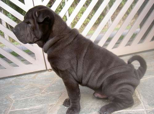 Perros sharpei en venta - Imagui
