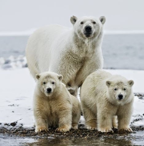 Osa polar se recupera de una fractura y da a luz dos hermosos cachorros ...