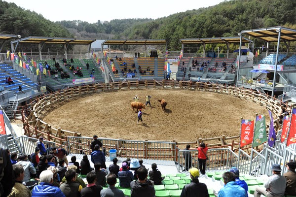 Travel Korea - Gyeongnam: [Jinju, Gyeongnam] Bullfighting at the ...