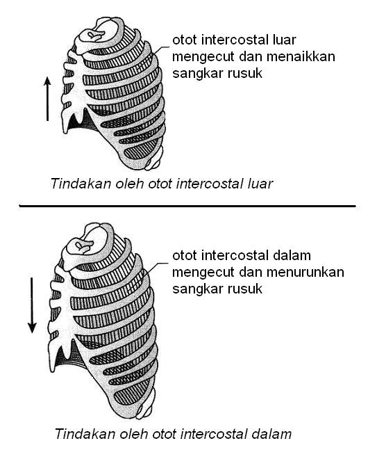 Sains 1 2 3: Mekanisme Pernafasan Manusia