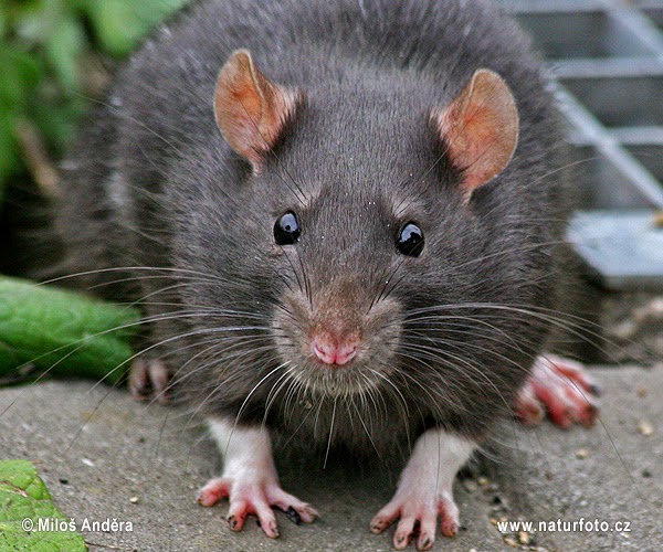 por que as pessoas não gostam de ratos ? | Yahoo Respostas