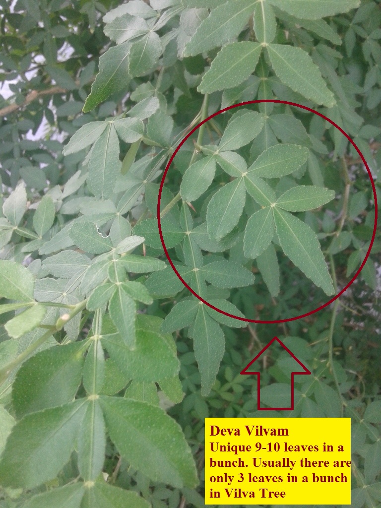 Suparni Devi: Nemam Amrithambika Temple, near Chennai for Santana ...