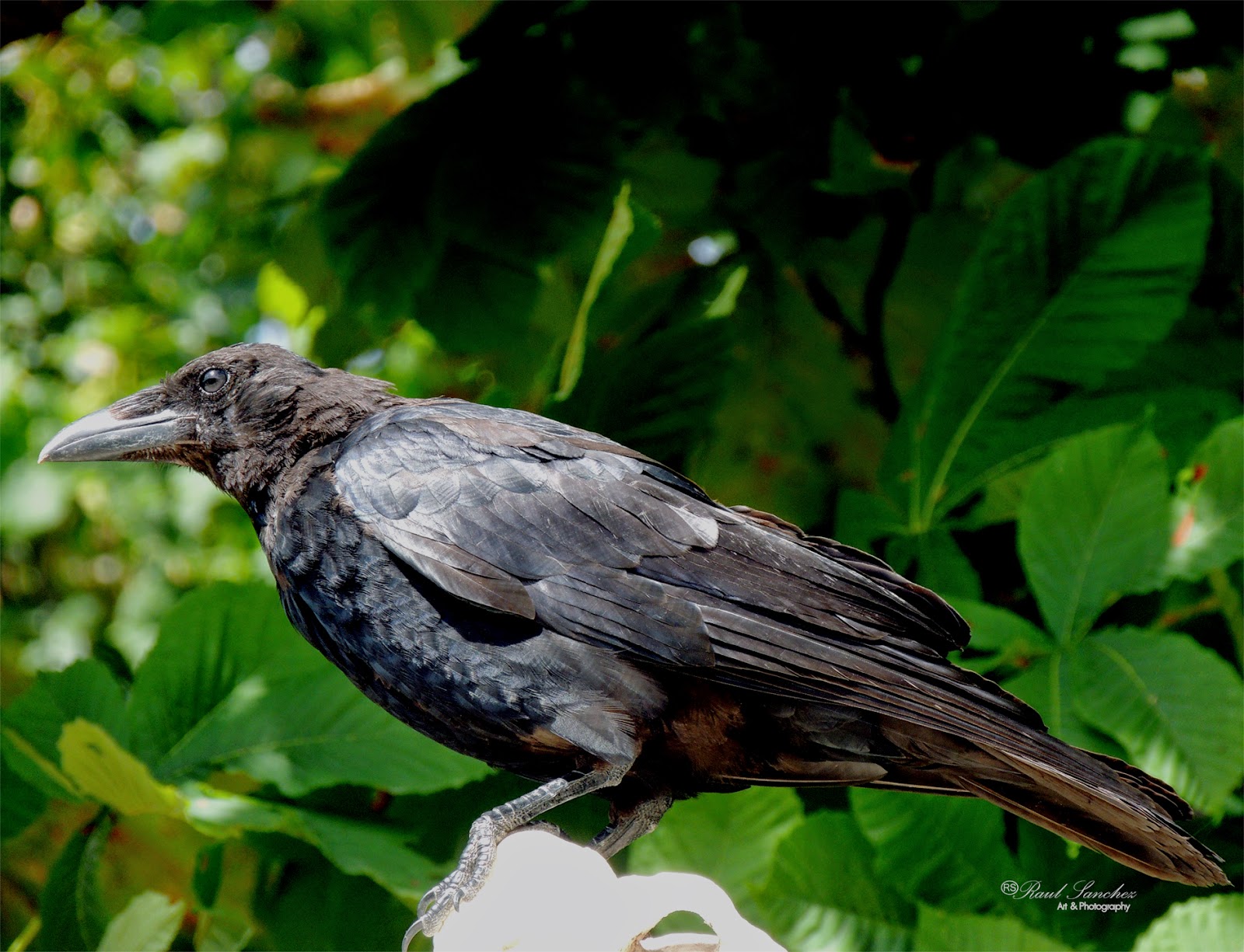 Naturaleza Viva : septiembre 2014