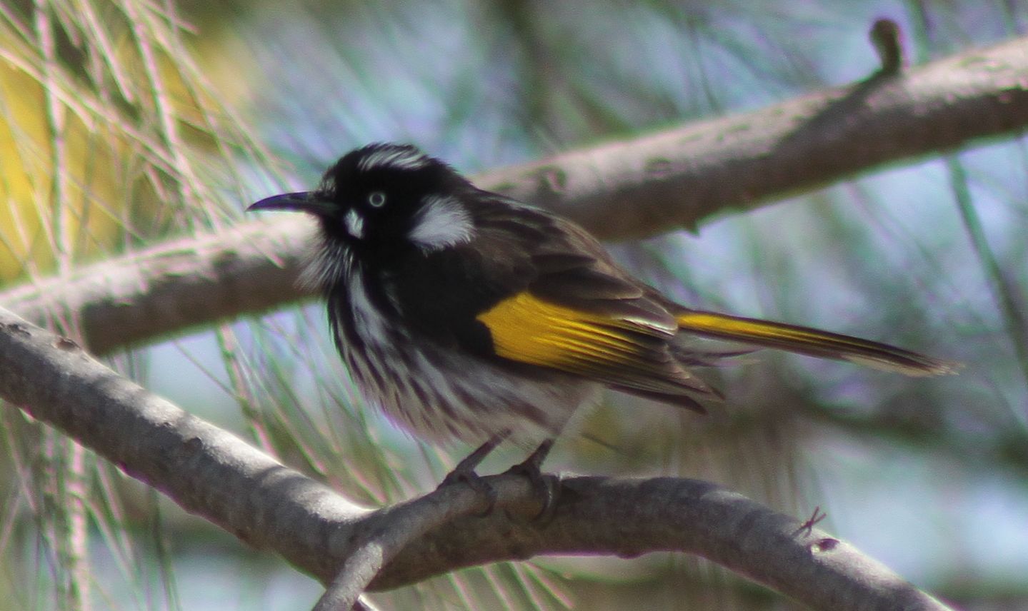 Richard Waring's Birds of Australia: Canberra Birds 6 - Australian Reed ...