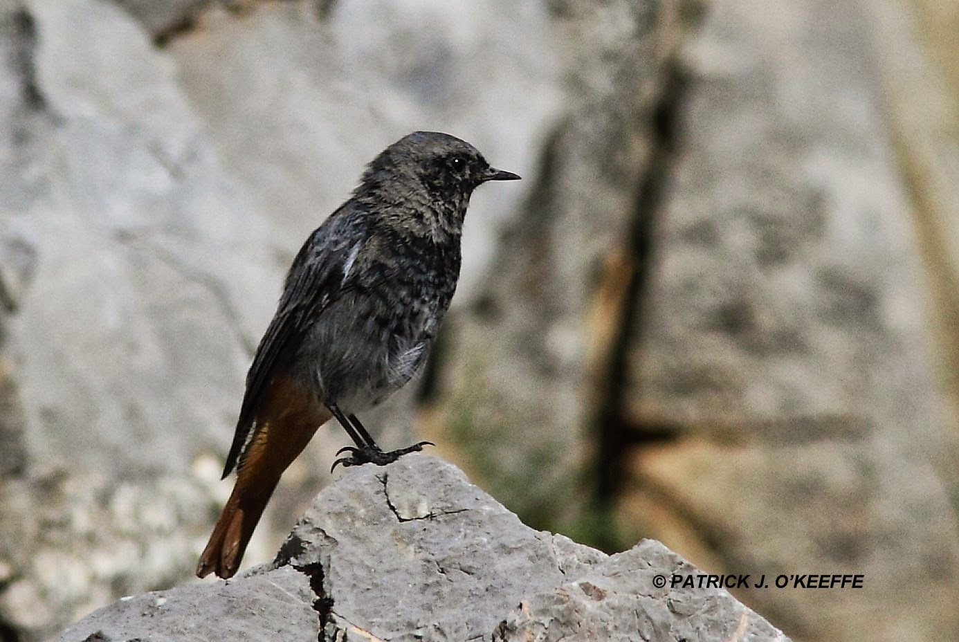 Raw Birds: BLACK REDSTART (Phoenicurus ochruros) Fuente Dé, Picos de ...