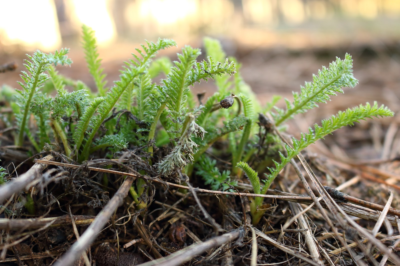 s u l u s t u: Yarrow Sprouts