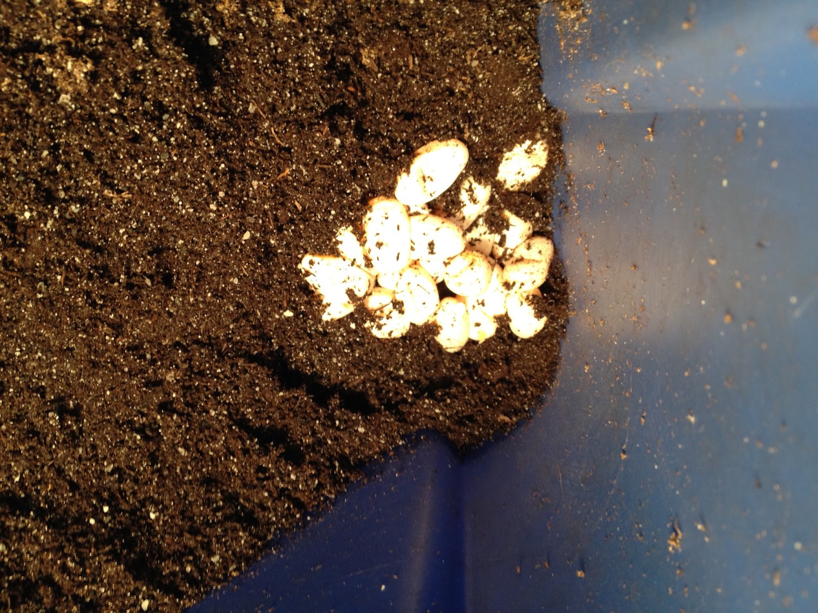 Interior Alaska RAE Rescue's Blog