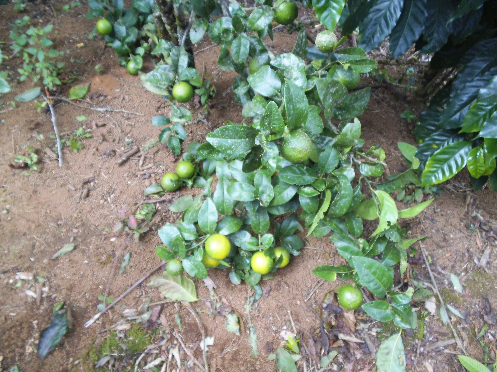 Costa Rica Rose: More Fruits of Costa Rica!