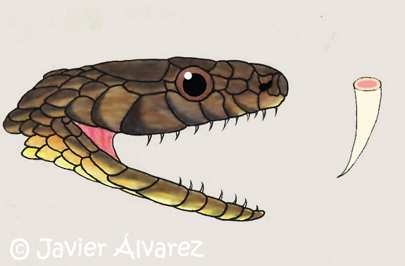 Anfibios y Reptiles de La Rioja: Las serpientes y su veneno