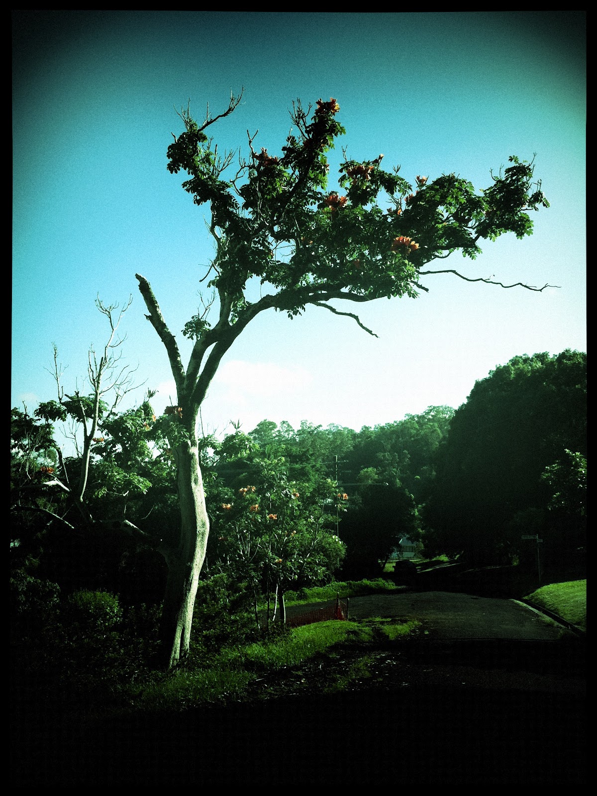 Lusciousness within and surrounding the NEST.