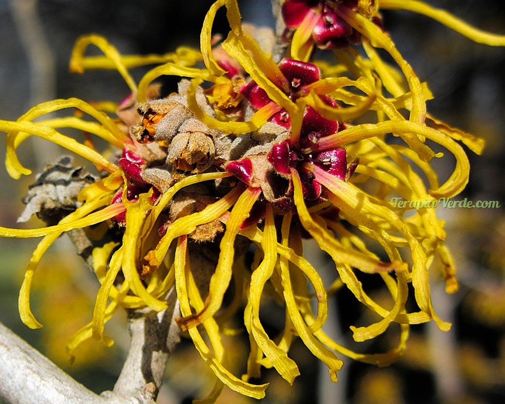 Benefícios da Hamamélis | Terapia Verde
