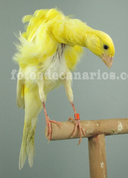 LOS CANARIOS DE POSTURA: Canarios Rizados (2)