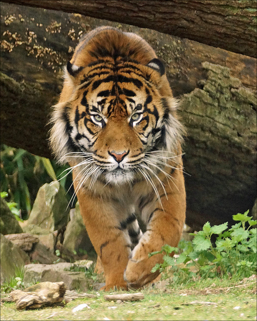 TIGRES PELO MUNDO FORA