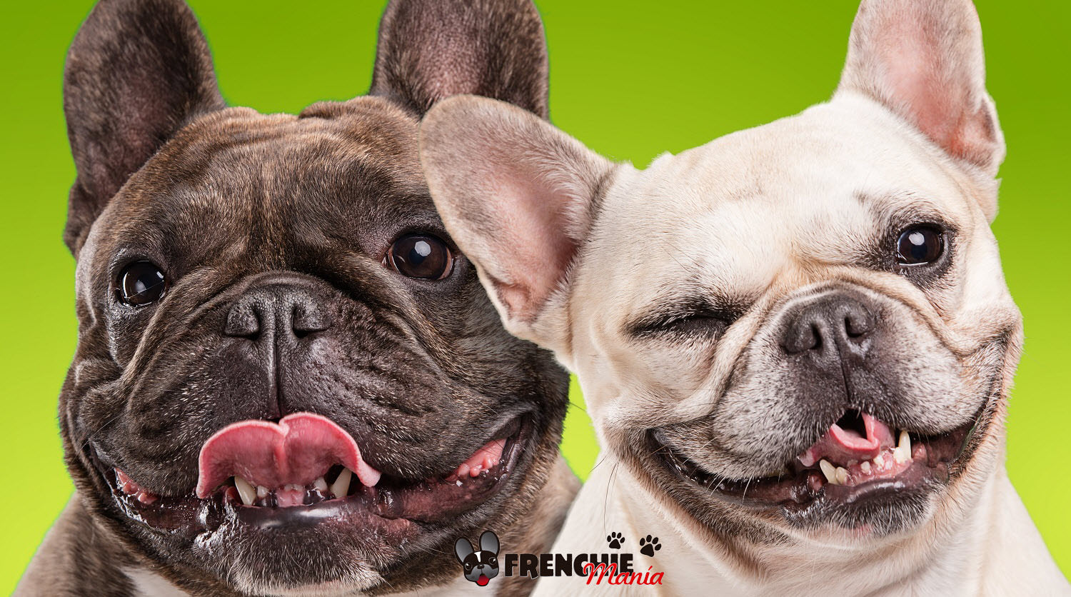 NUNCAJAMAS COCKER: ¿PERRO MACHO O HEMBRA?