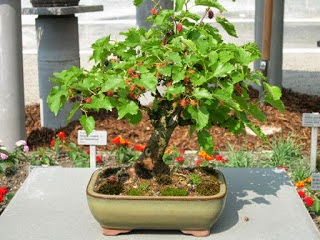 'Ayo Berkebun': Bonsai Murbei ( Morus alba )