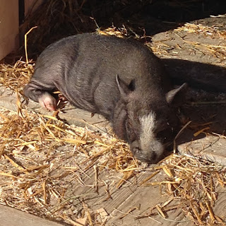 Dispatch from the Digital Health Frontier: January 2016