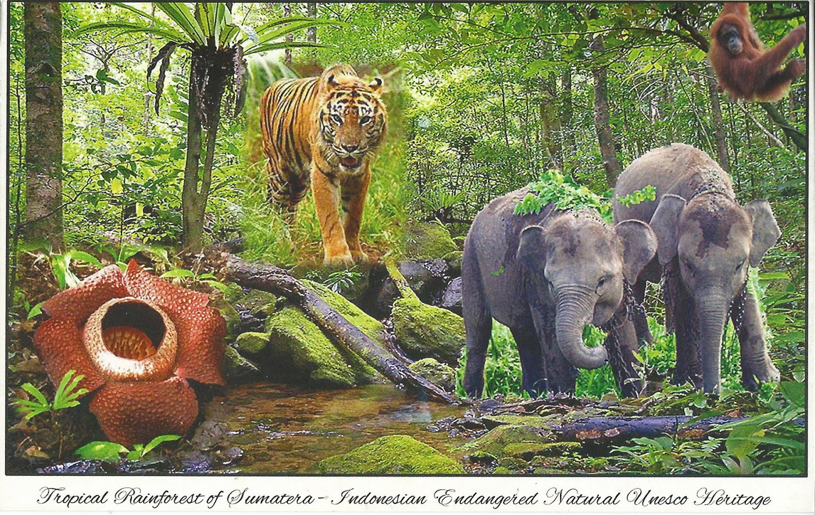 A Journey of Postcards: Tropical Rainforest Heritage of Sumatra | Indonesia