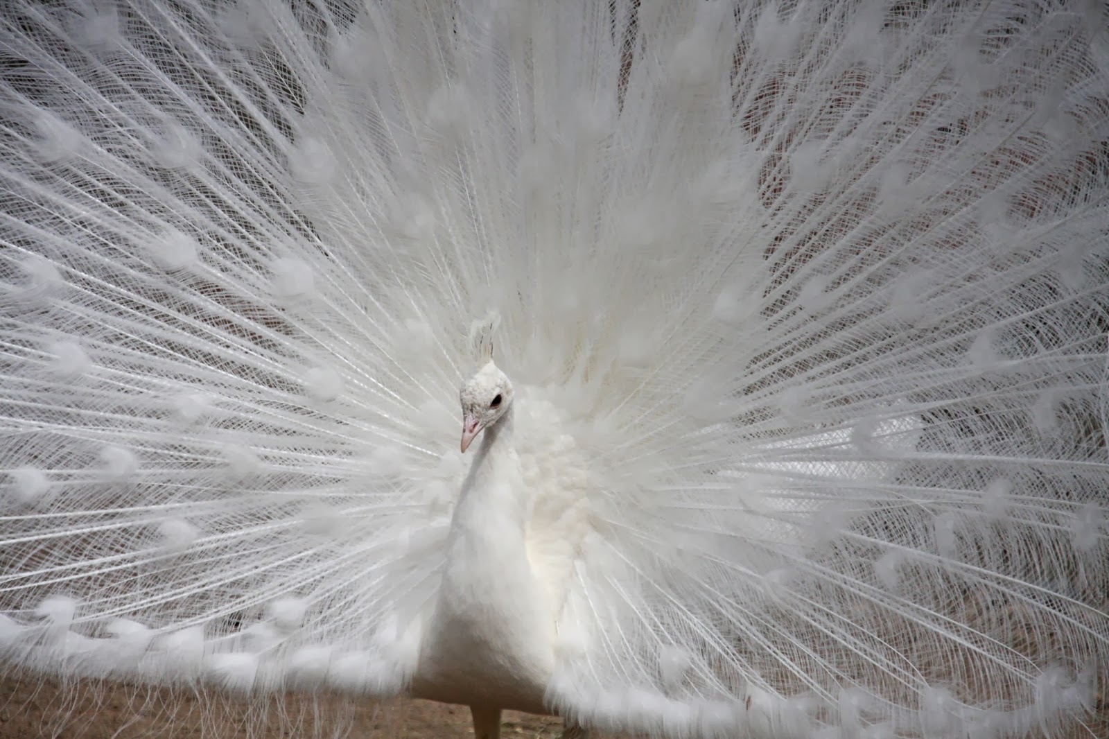 Pavo Real Albino Expande Sus Blancas Plumas