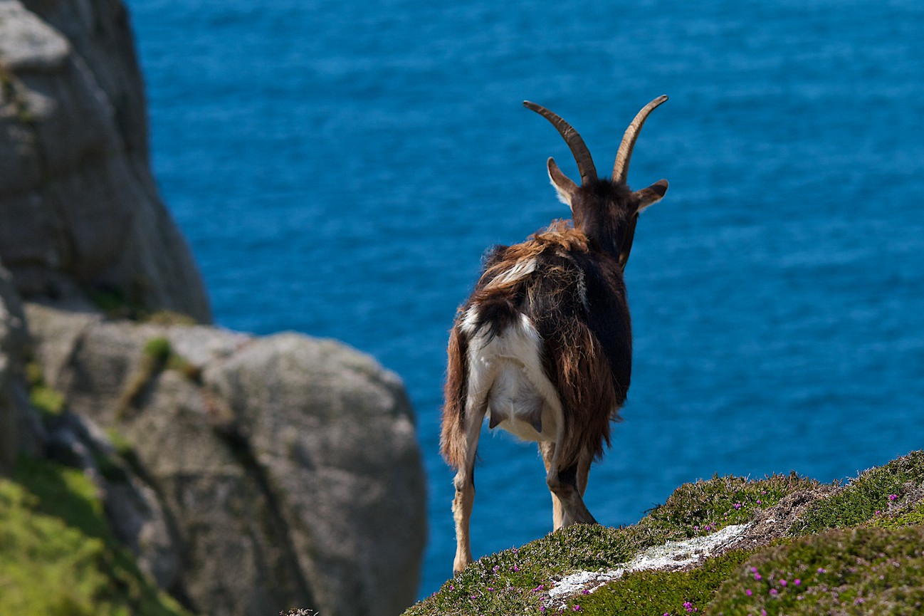 As I See It - David K Hardman Photography: Feral goats on Lundy Island