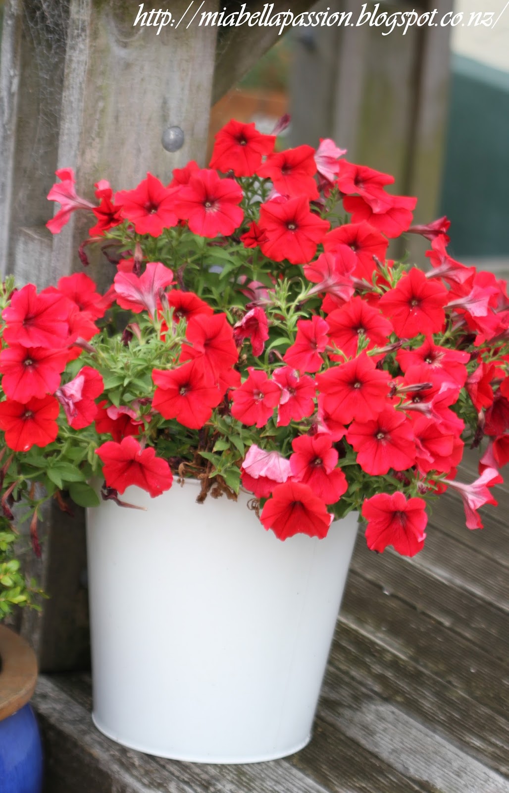 Mia Bella Passions: A Perfect Valentine's RED Petunia...