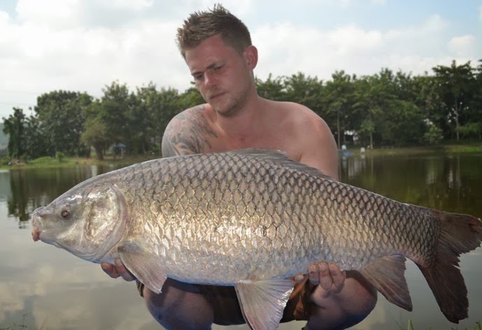 Big Fishes of the World: ROHU (Labeo rohita)