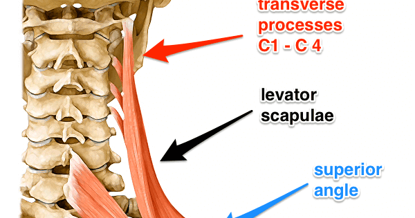 Shoulder / ПЛЕЧИ: The Levator Scapulae Muscle
