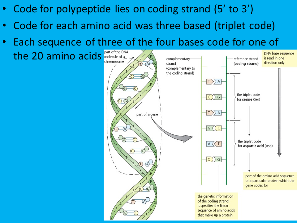 Grade 12: SEMESTER 2 - Chapter 1 - NUCLEIC ACIDS & PROTEIN SYNTHESIS