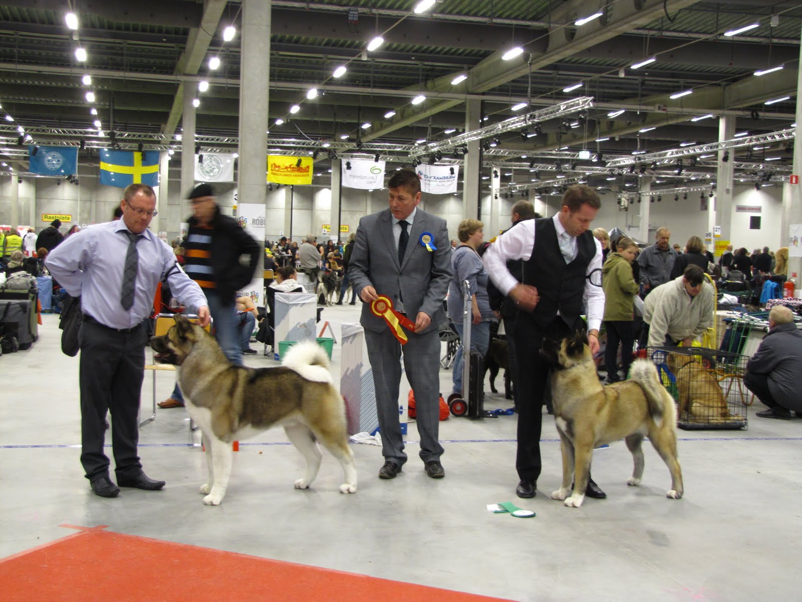 malmö international dog show
