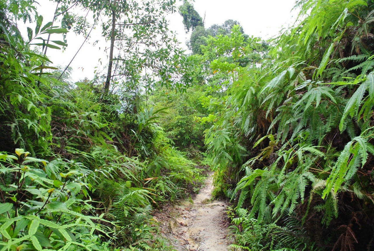 afifplc: Gunung Angsi hike