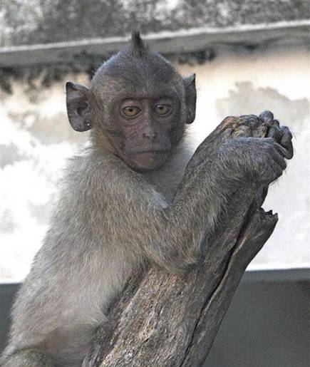 99 WOW: Men Mimic Monkeys Hairstyleالرجال يقلدون تسريحات شعر القرود