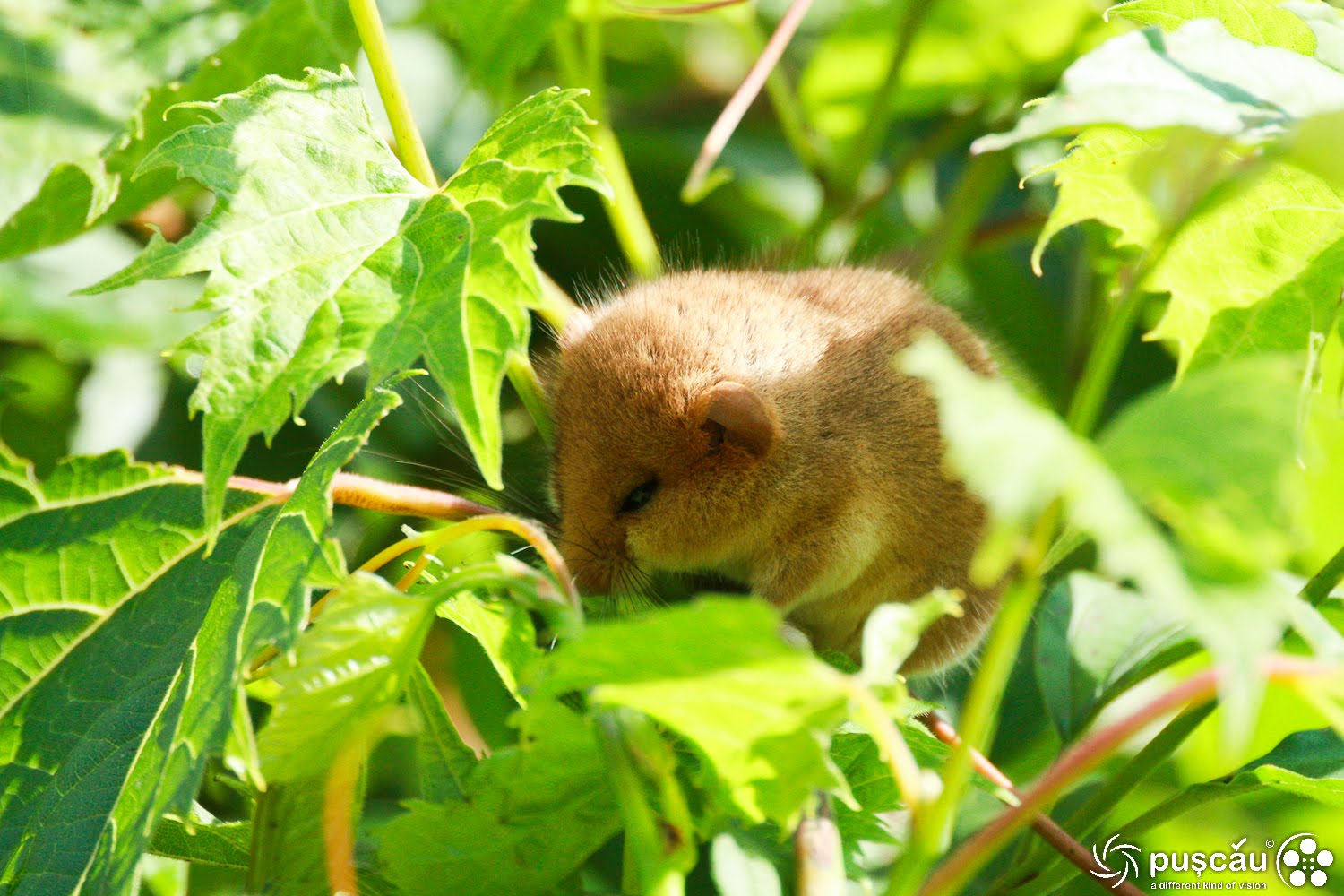 wildlife caras-severin: Parsul de alun(Muscardinus avellanarius) - Alunarul