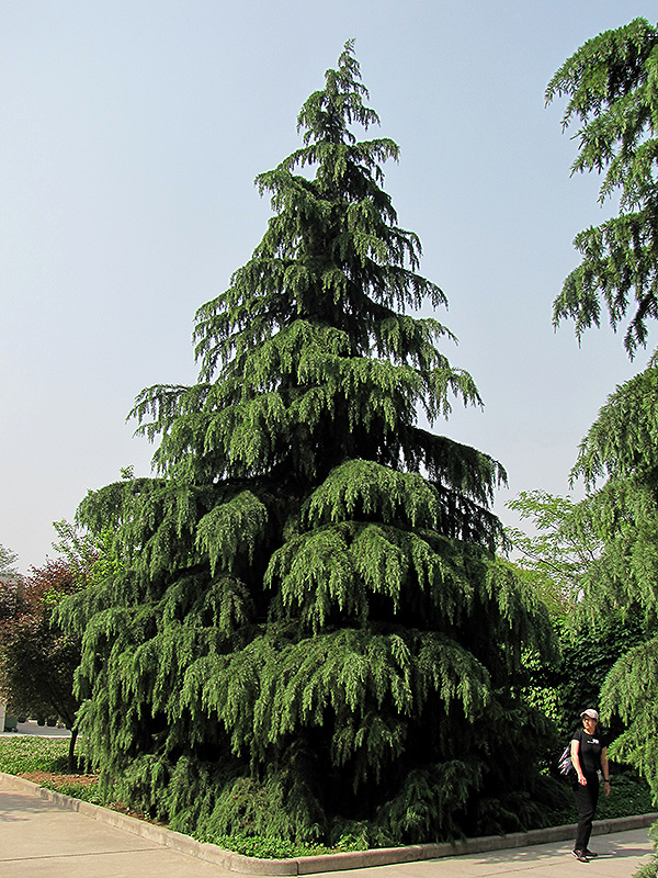 Trees Planet: Cedrus deodara – Deodar Cedar