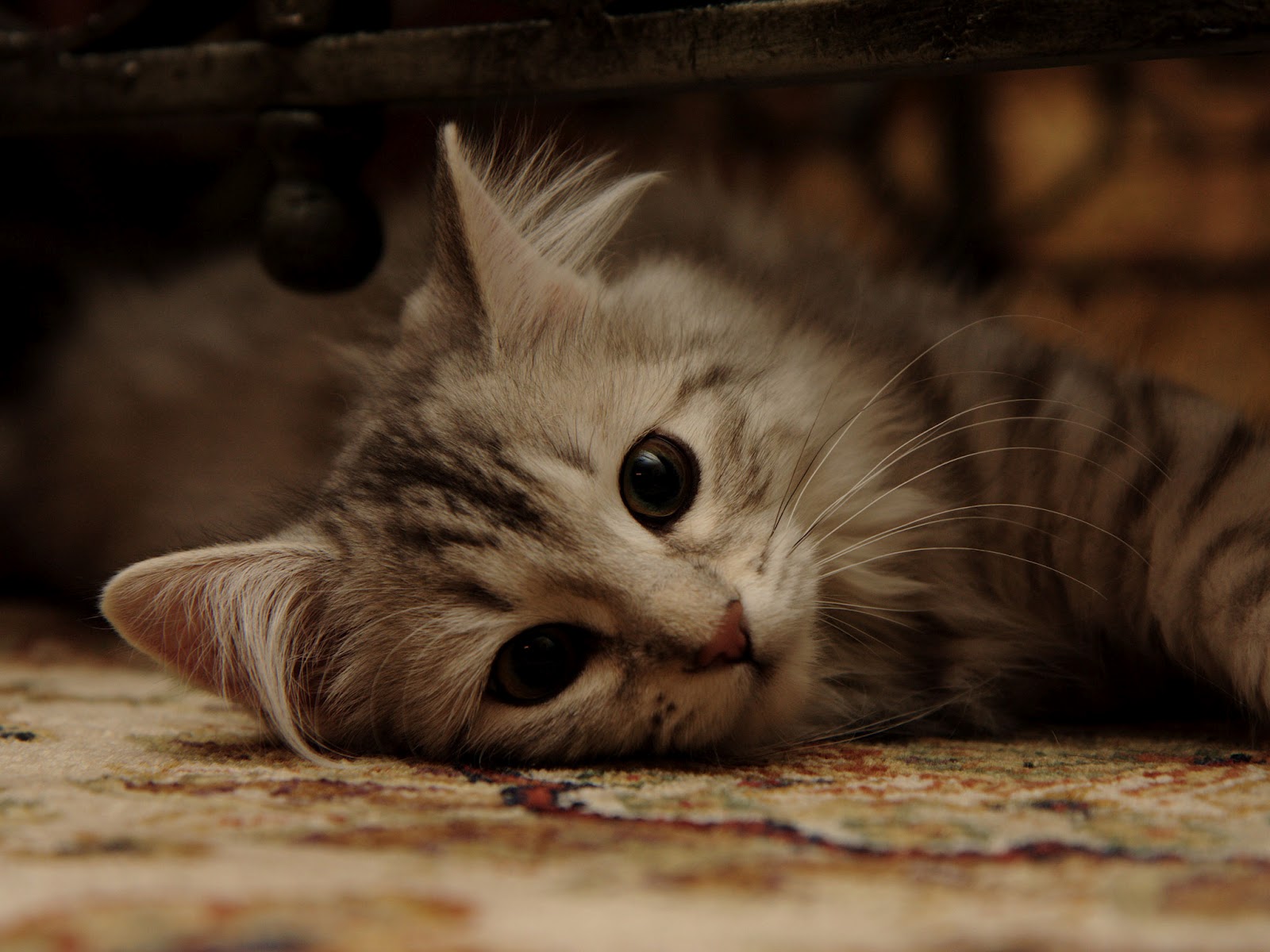 El blog de los gatitos: Aburrido y solitario (N° 178)