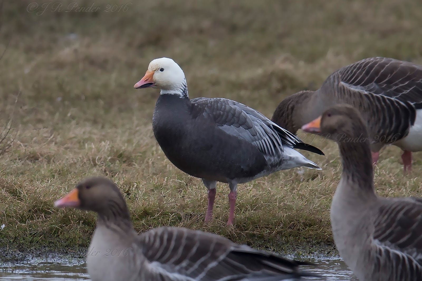 Joe Pender Wildlife Photography: January 2017