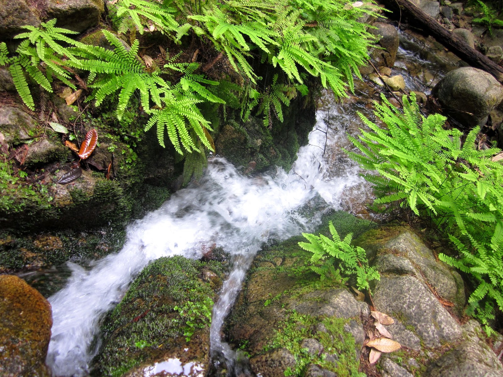 Santa Cruz Mountains Trails: A Spring Excursion at Fall Creek