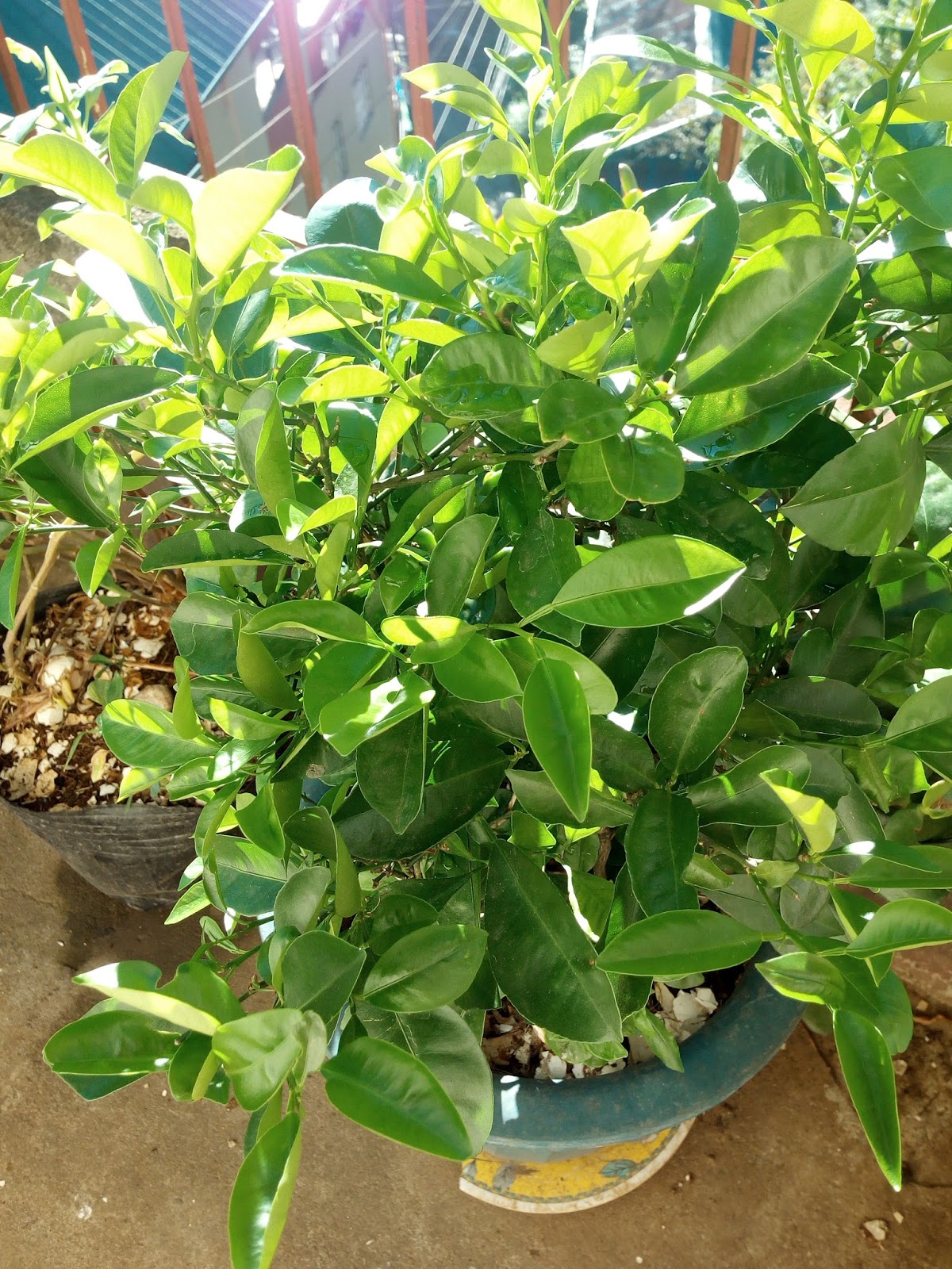 calamansi scientific name - philippin news collections