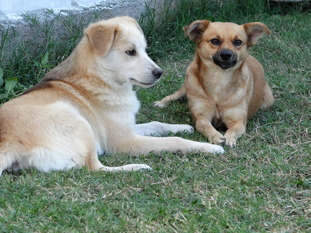 Ensaio de fotos: Polly e Pituca - Bianca Schultz
