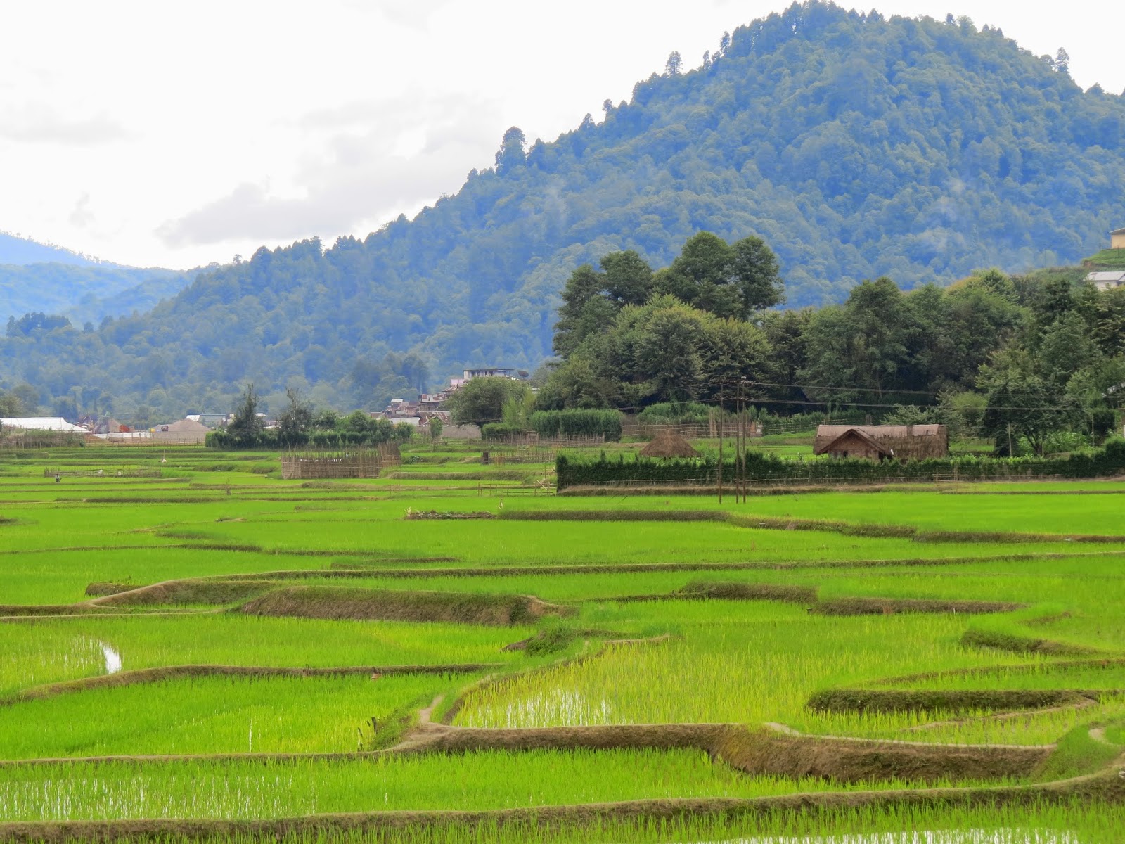Folk Rice Conservation: Apatani Rice Arunachal Pardesh