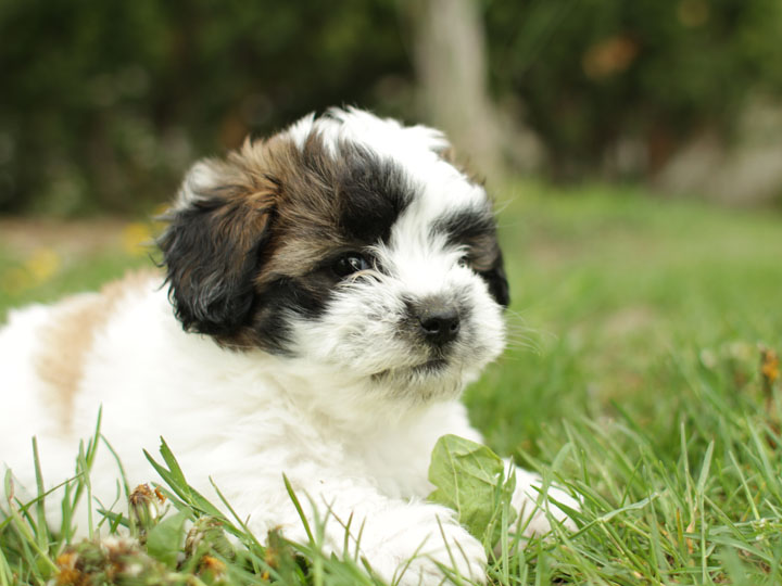 4 Shih Tzu Poodle Pups