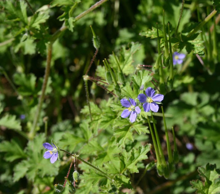 Toowoomba Plants: Crows Foot