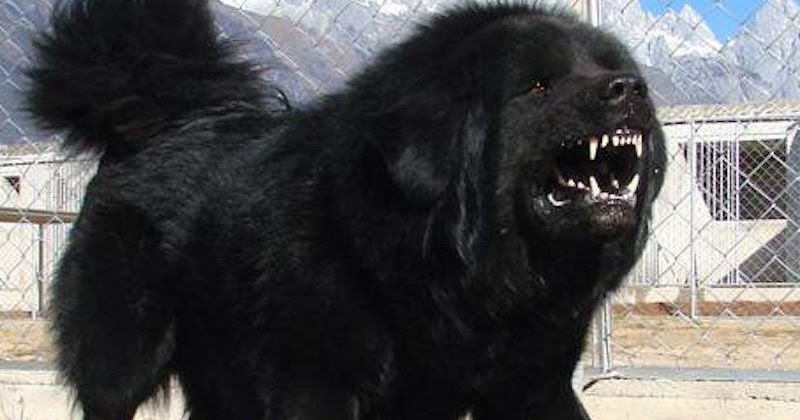 MORSOROSSO : Il CANE CON IL MORSO PIU' POTENTE