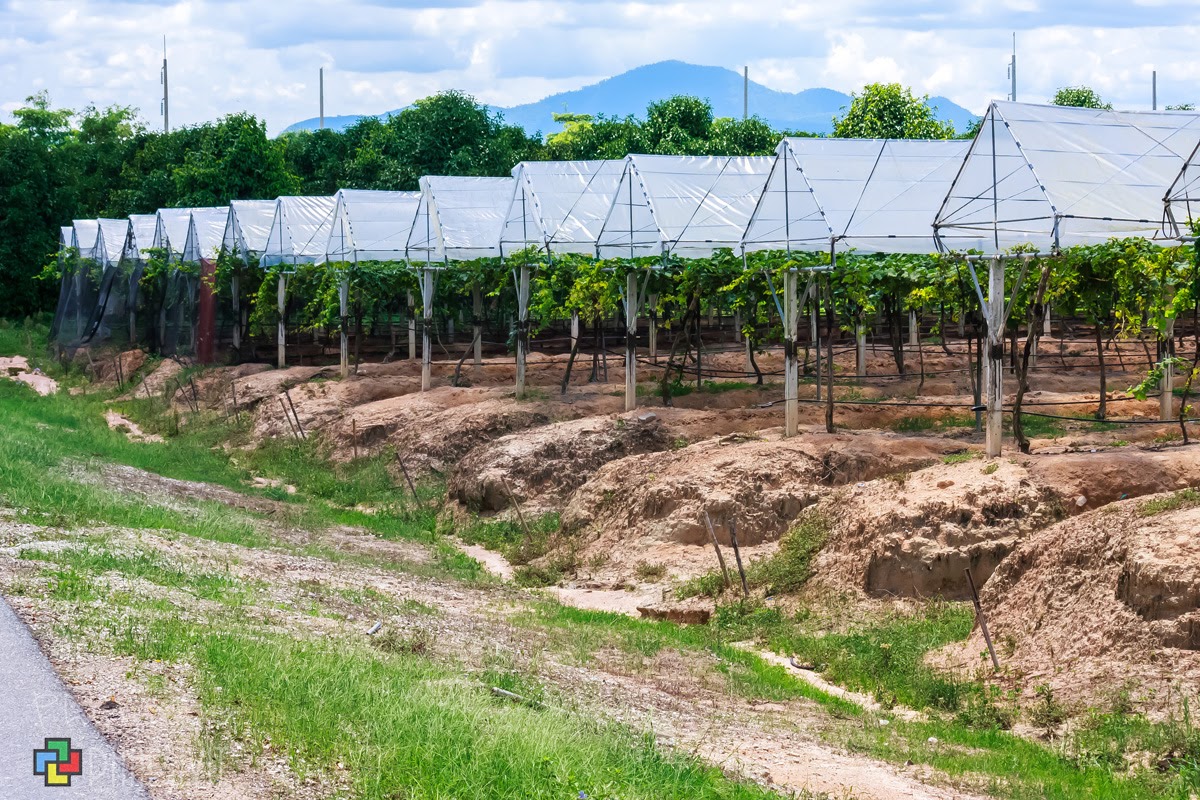 สวนสุภัทราแลนด์ (Suphattra Land) สวนบุฟเฟ่ต์ผลไม้ - ที่เที่ยวบล็อก