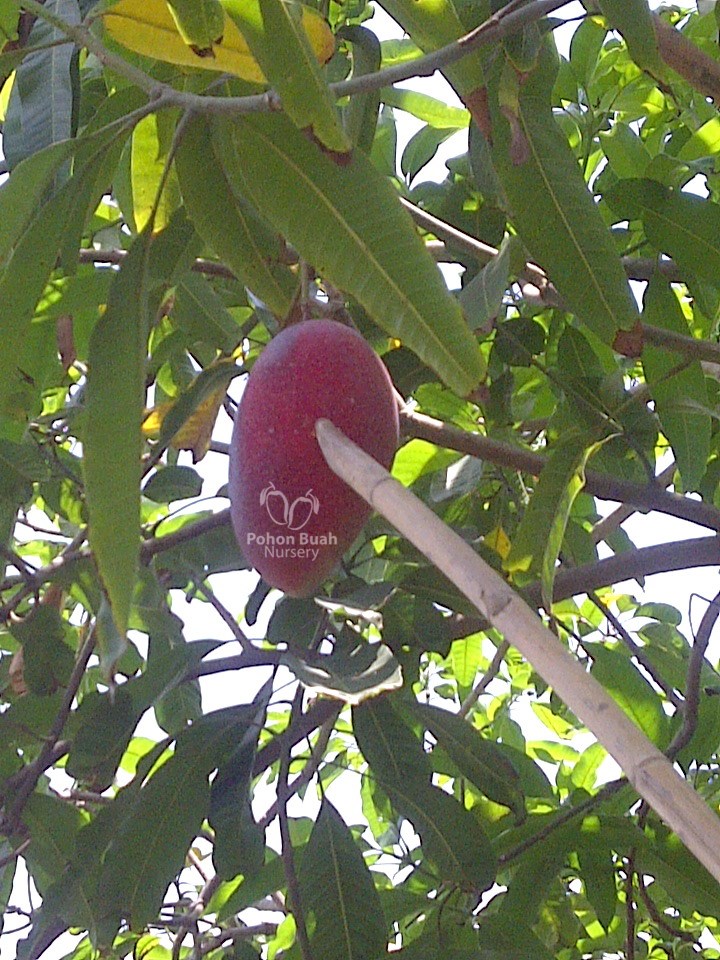 PBN: Mangga Yuwen ( Taiwan )