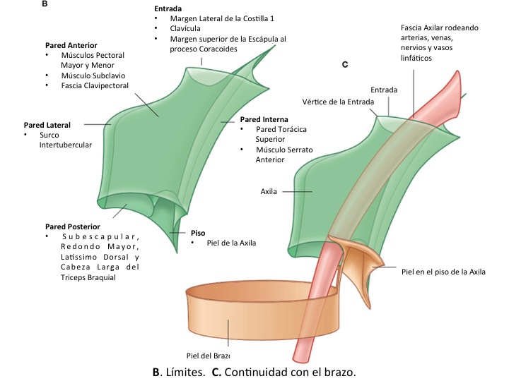 FCM-UNAH Anatomía Macroscópica: Axila