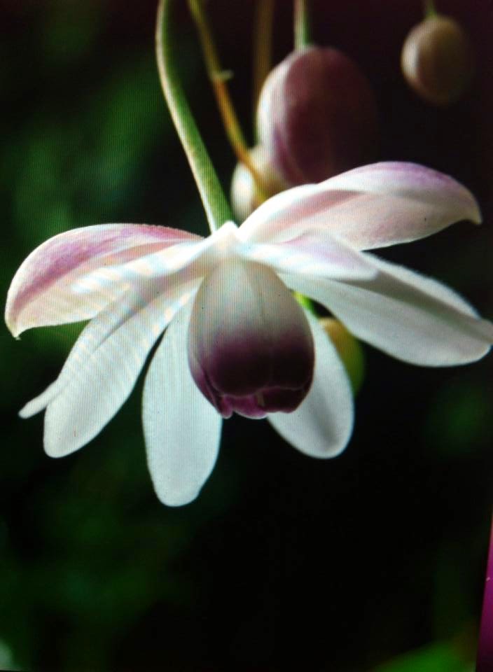 Reading With Teza: 'Designing and Planting A Woodland Garden: Plants ...