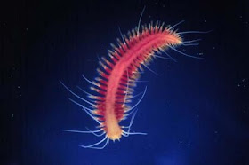 Real Monstrosities: Fire Ice Worm