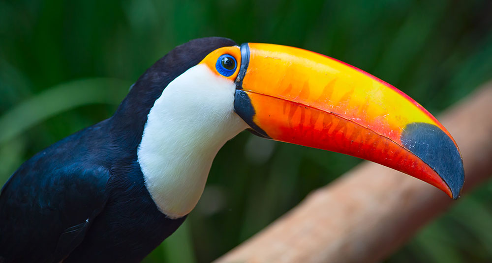 Home - Las 100 AVES EXÓTICAS más hermosas del mundo