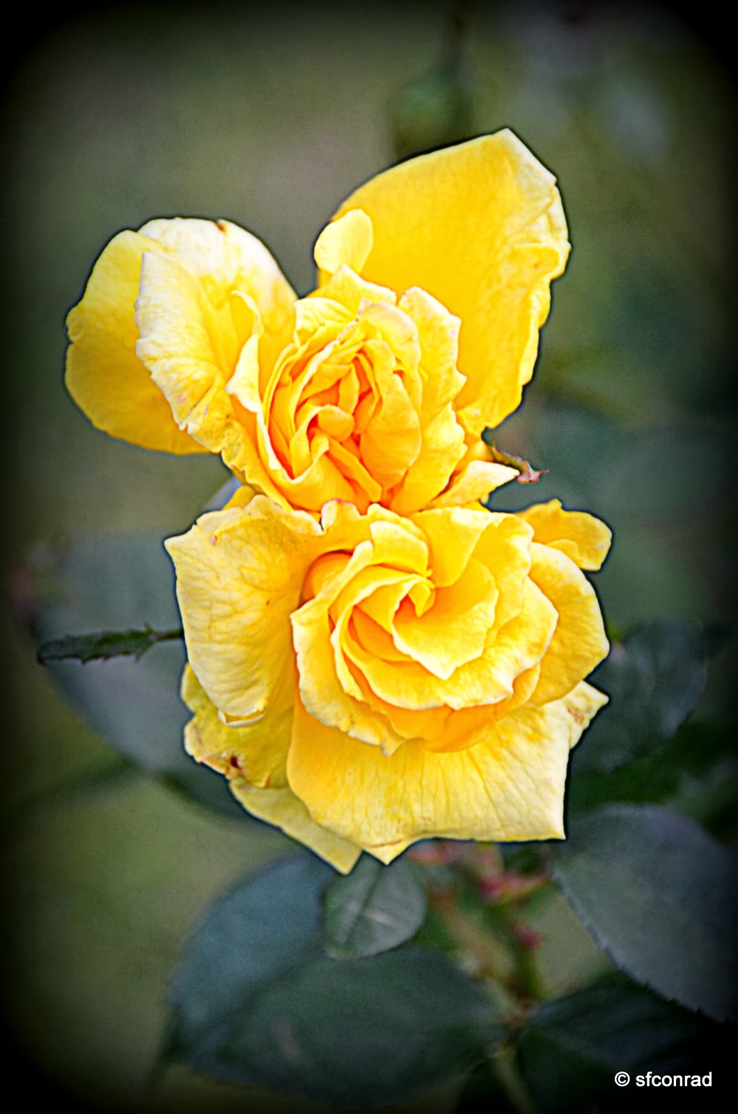 PUPPY PATHS - RVing Full-Time: Perry's Yellow Roses Of Texas!!